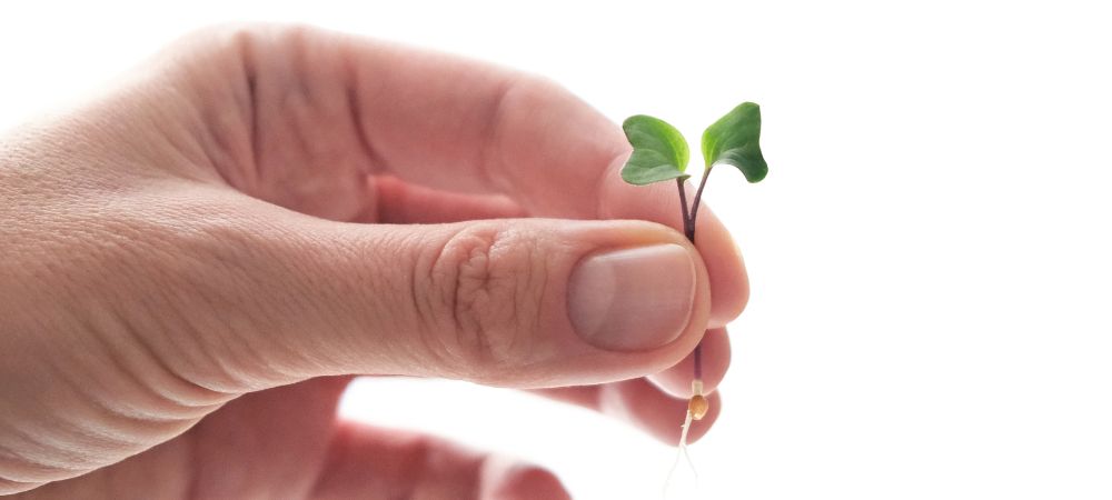 O que é um cotilédone da planta e quais são os tipos existentes