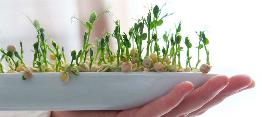 O que é um cotilédone da planta e quais são os tipos existentes